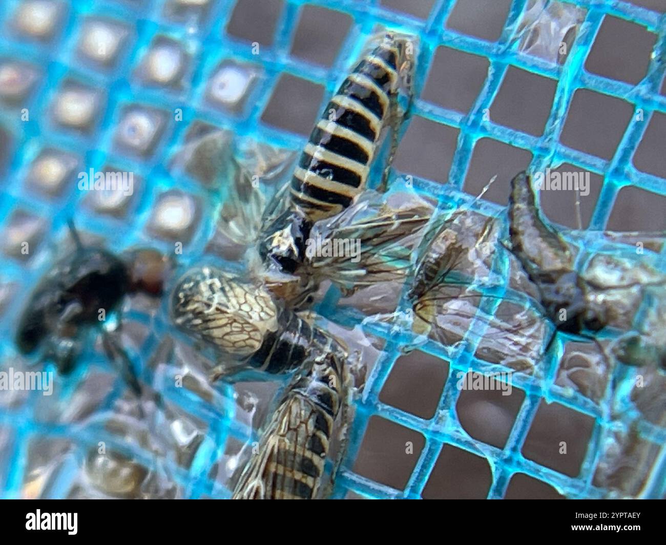 Winged and Once-winged Insects (Pterygota Stock Photo - Alamy