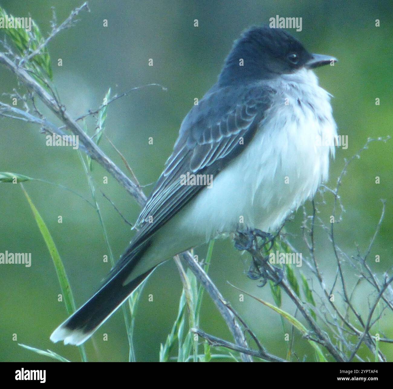 Eastern Kingbird (Tyrannus tyrannus Stock Photo - Alamy