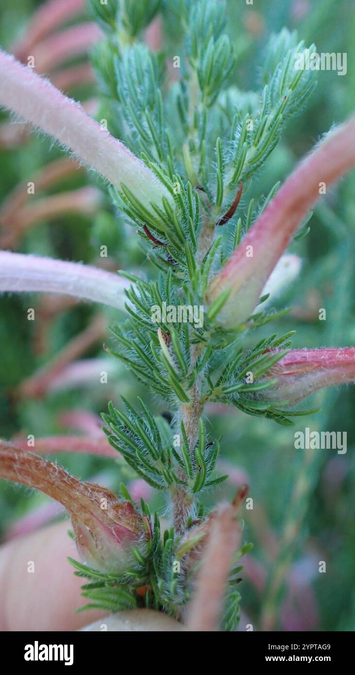 Common Water Heath (Erica curviflora curviflora Stock Photo - Alamy