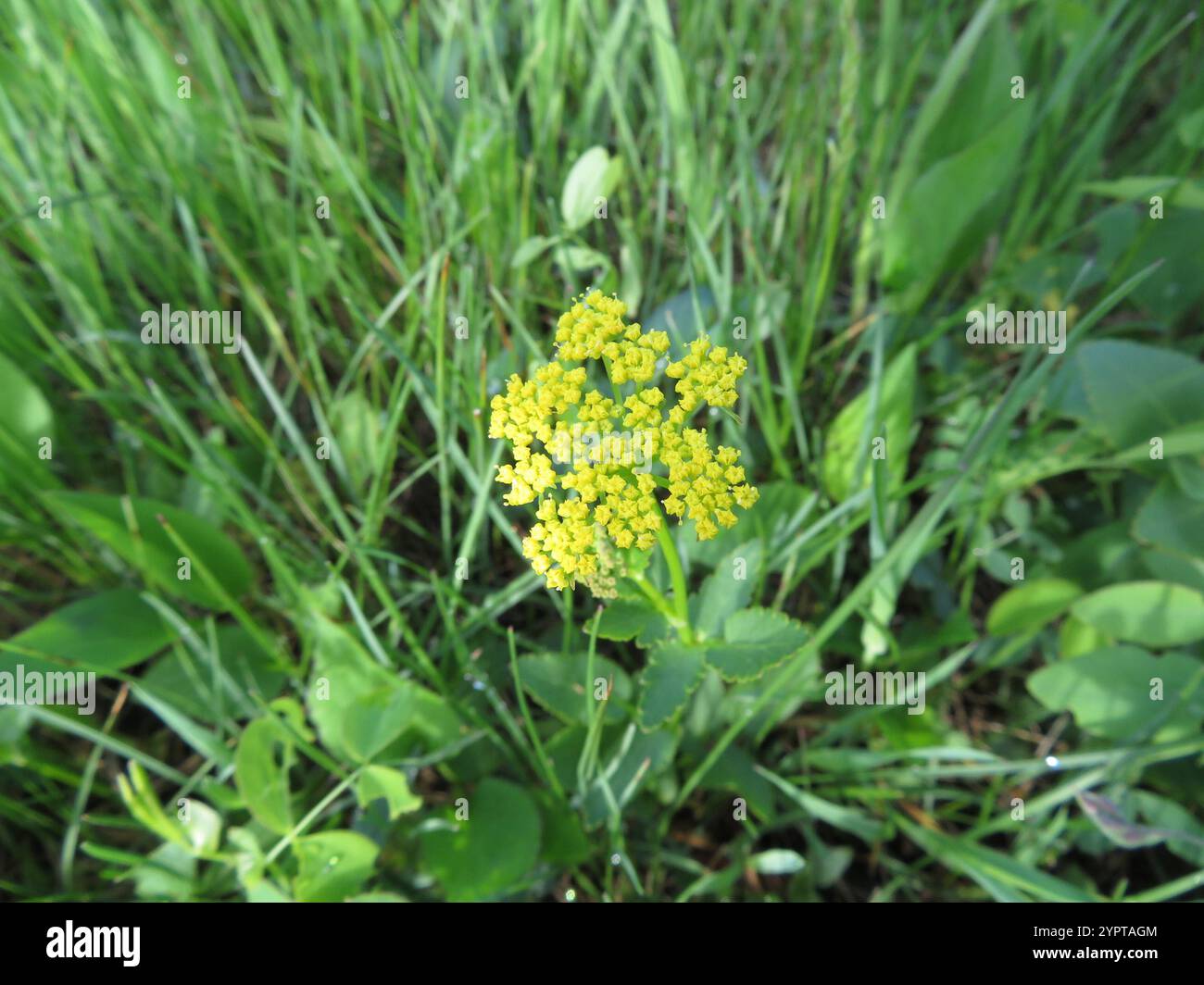 heart-leaf golden Alexanders (Zizia aptera Stock Photo - Alamy