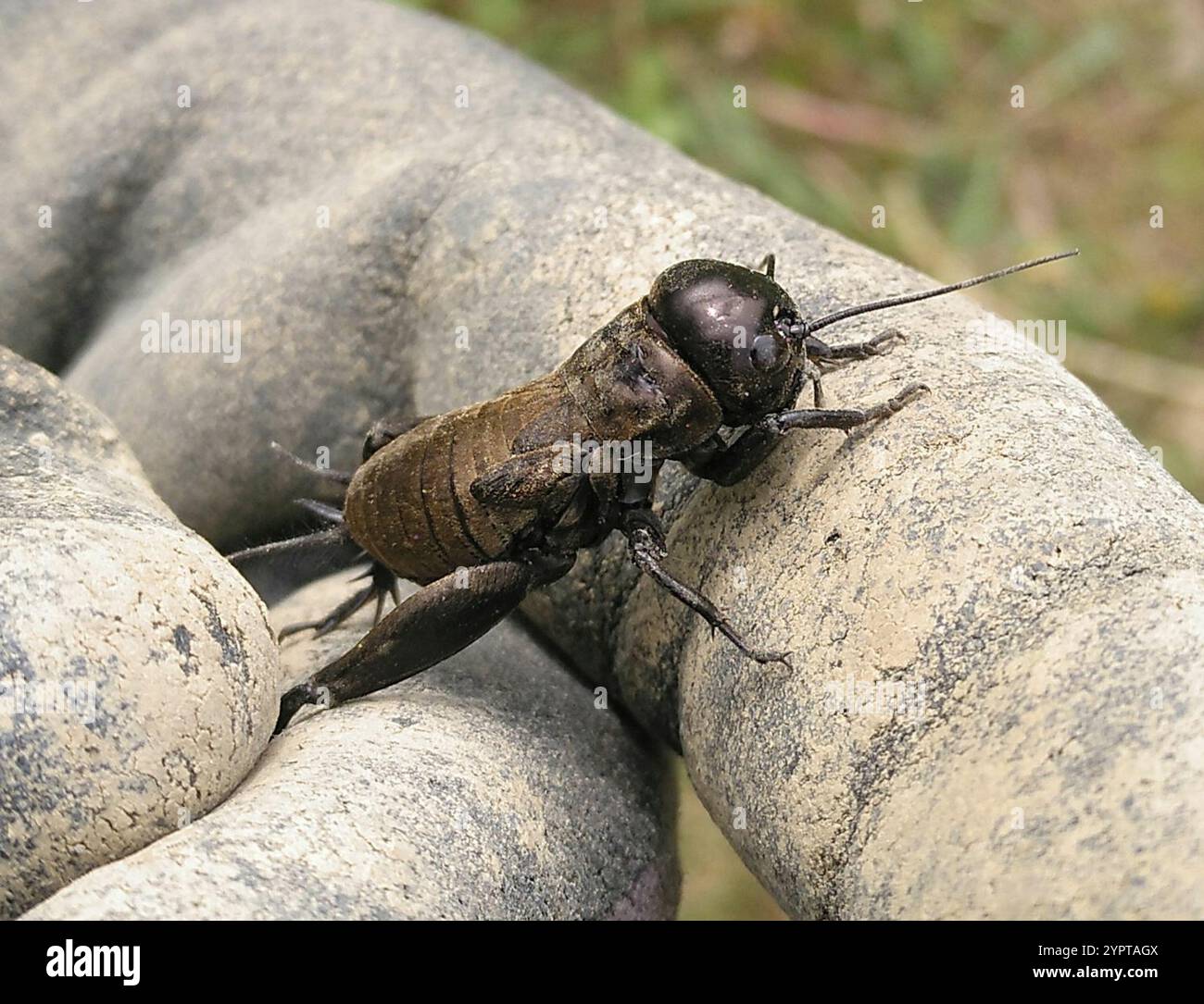 European Field Cricket (Gryllus campestris Stock Photo - Alamy
