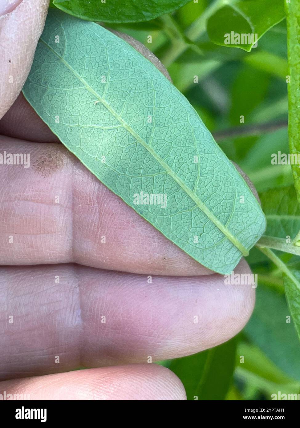 Prairie Willow (Salix humilis Stock Photo - Alamy