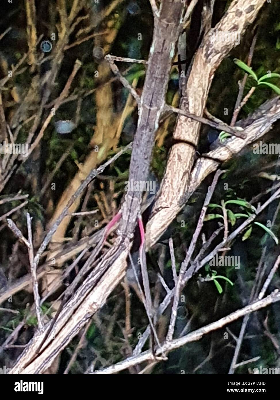 Acanthoxyla inermis hi-res stock photography and images - Alamy