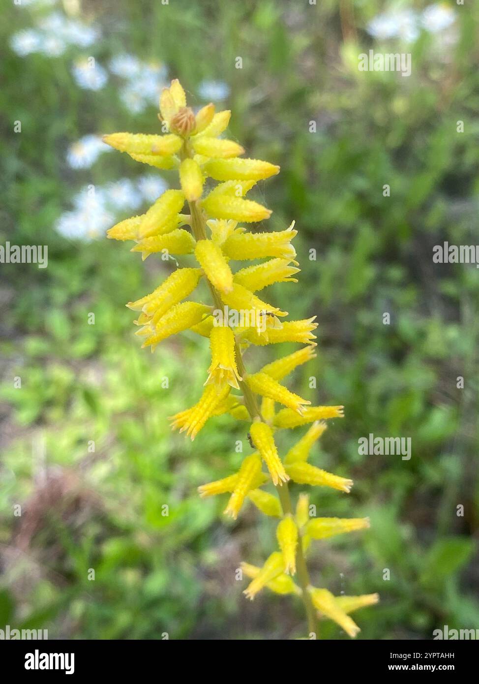 Yellow Colicroot (Aletris lutea Stock Photo - Alamy