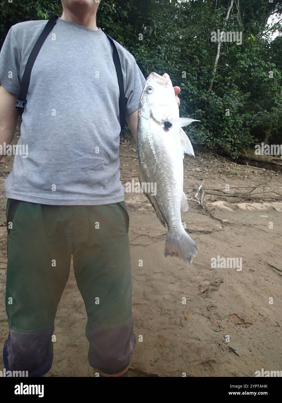 South American Silver Croaker (Plagioscion squamosissimus Stock Photo ...