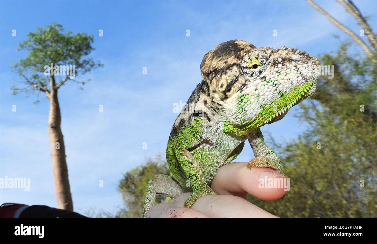 Spiny Chameleon (Furcifer verrucosus Stock Photo - Alamy