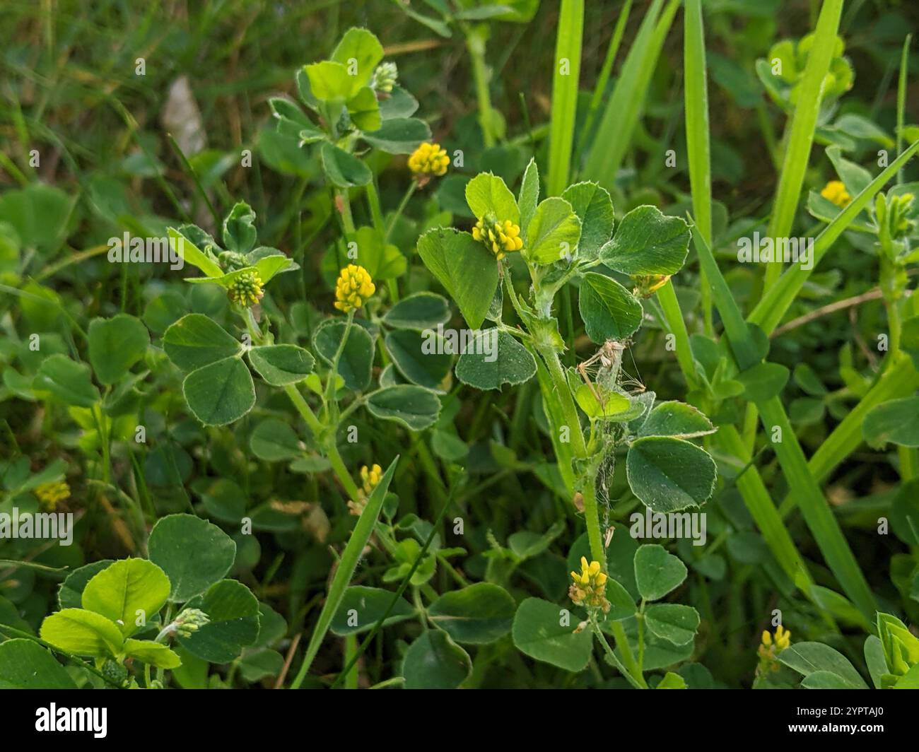 Black Medick (Medicago lupulina Stock Photo - Alamy