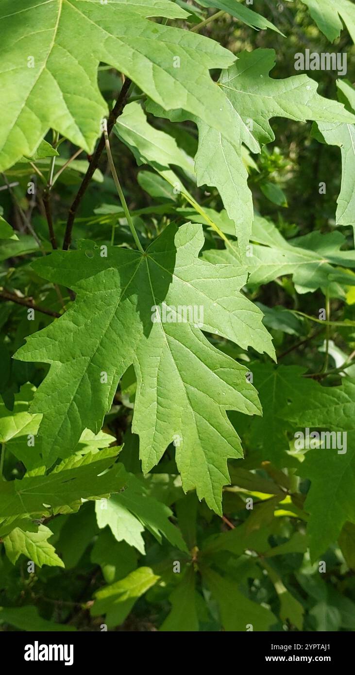 silver maple (Acer saccharinum Stock Photo - Alamy