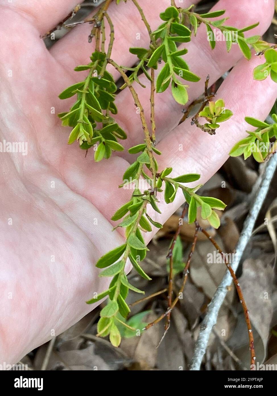 Shiny blueberry (Vaccinium myrsinites Stock Photo - Alamy
