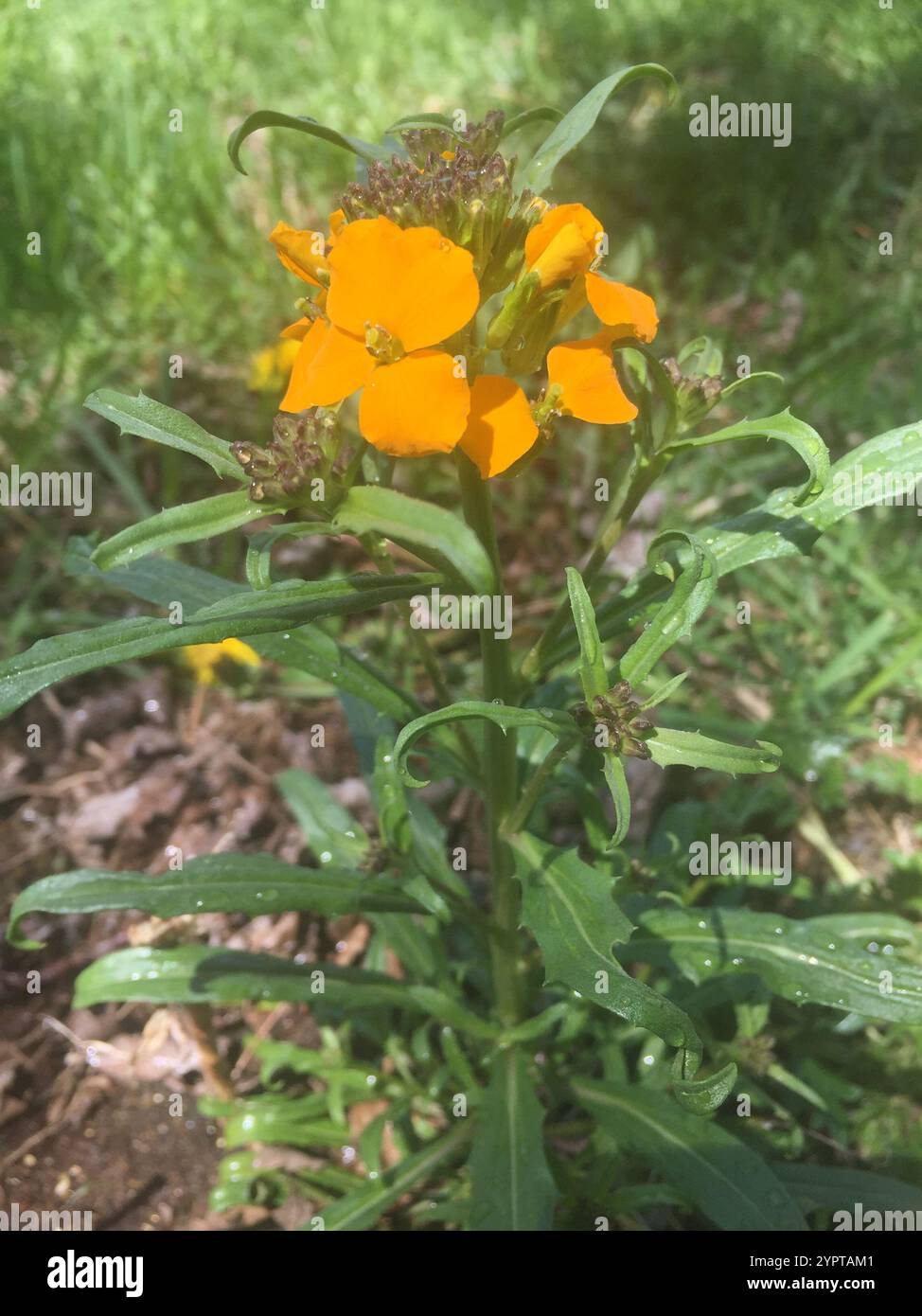 Western Wallflower (Erysimum capitatum Stock Photo - Alamy