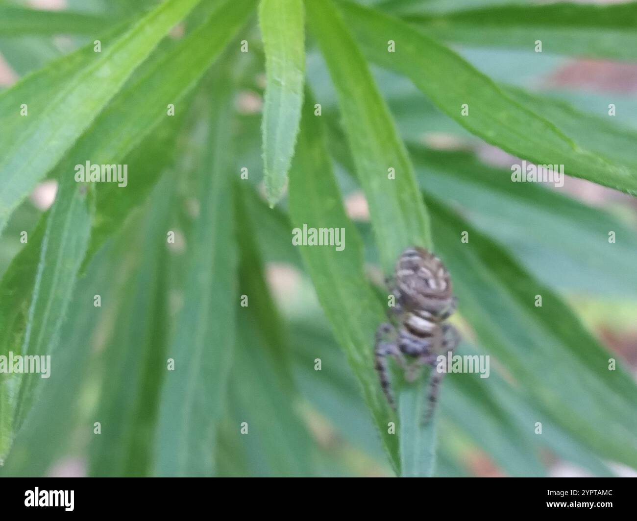 Bronze Jumping Spider (Eris militaris Stock Photo - Alamy