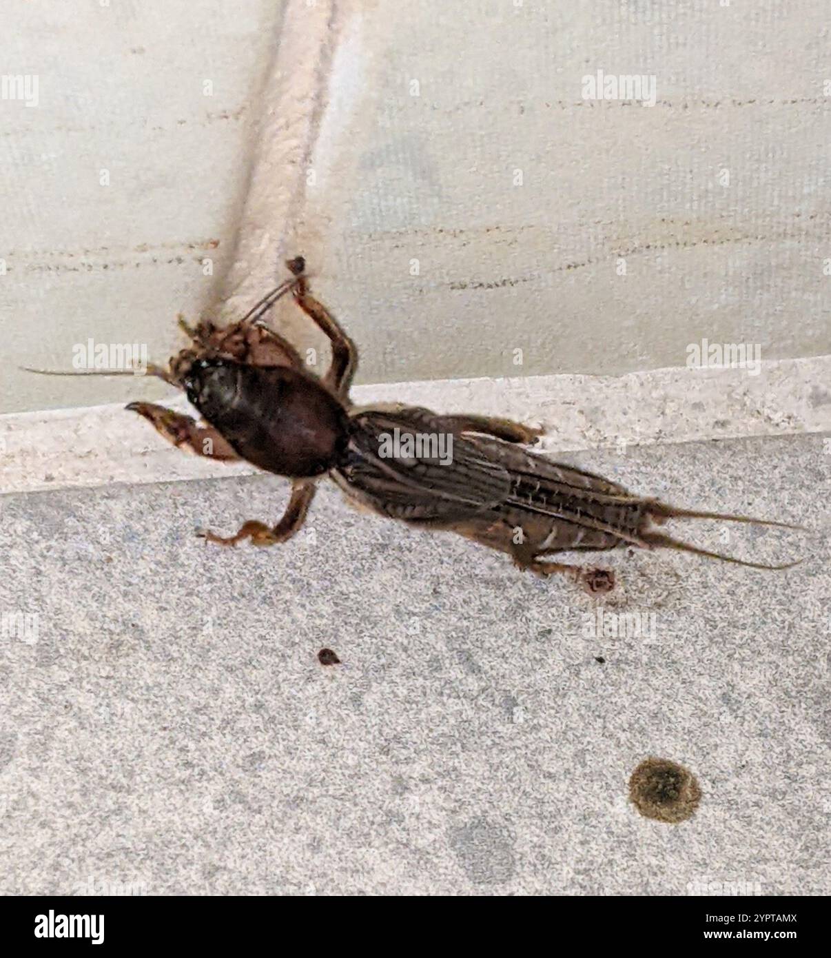 Northern Mole Cricket (Neocurtilla hexadactyla Stock Photo - Alamy