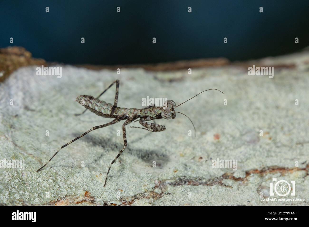 Grizzled Mantis (Gonatista grisea Stock Photo - Alamy