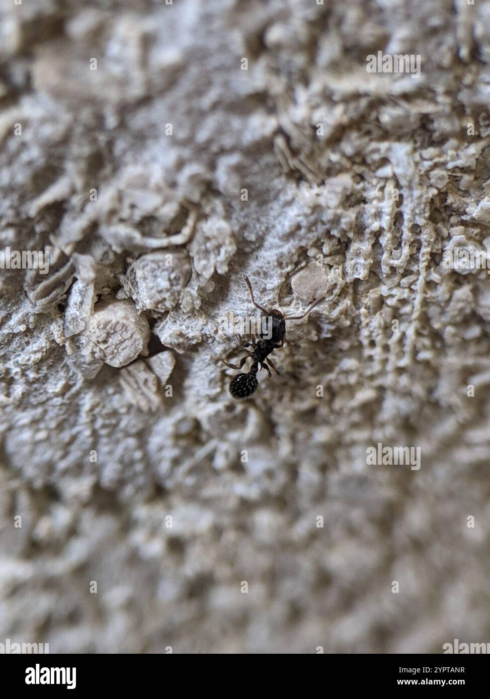 Long-spined Acorn Ant (Temnothorax longispinosus Stock Photo - Alamy