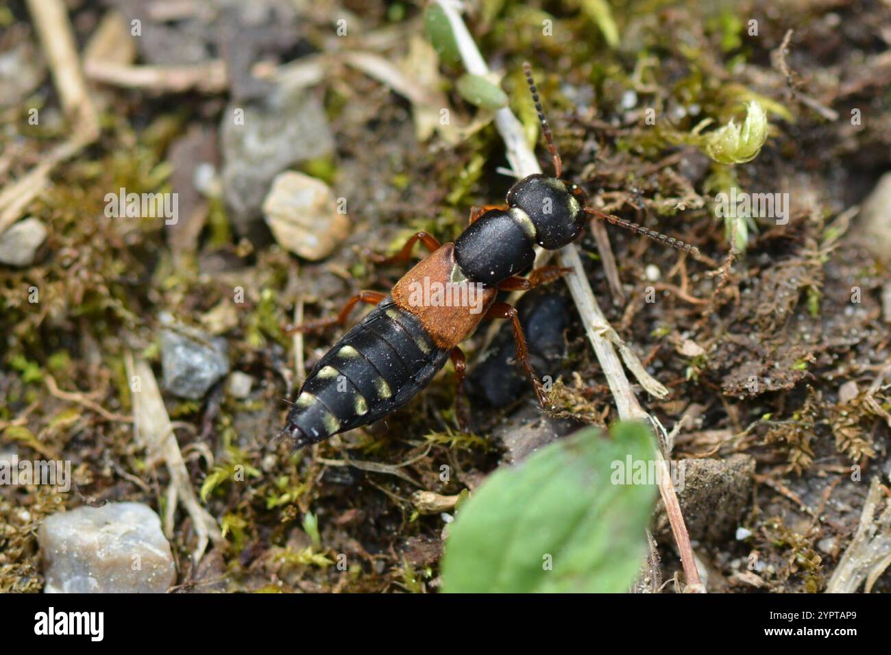 Staphylinus erythropterus hi-res stock photography and images - Alamy