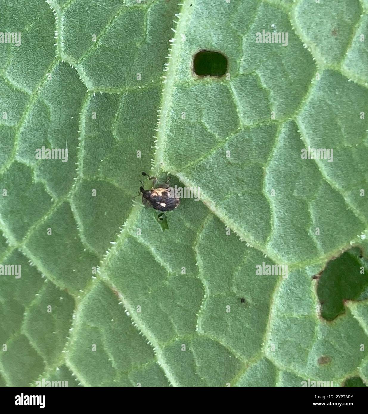 Rhinoncus hi-res stock photography and images - Alamy