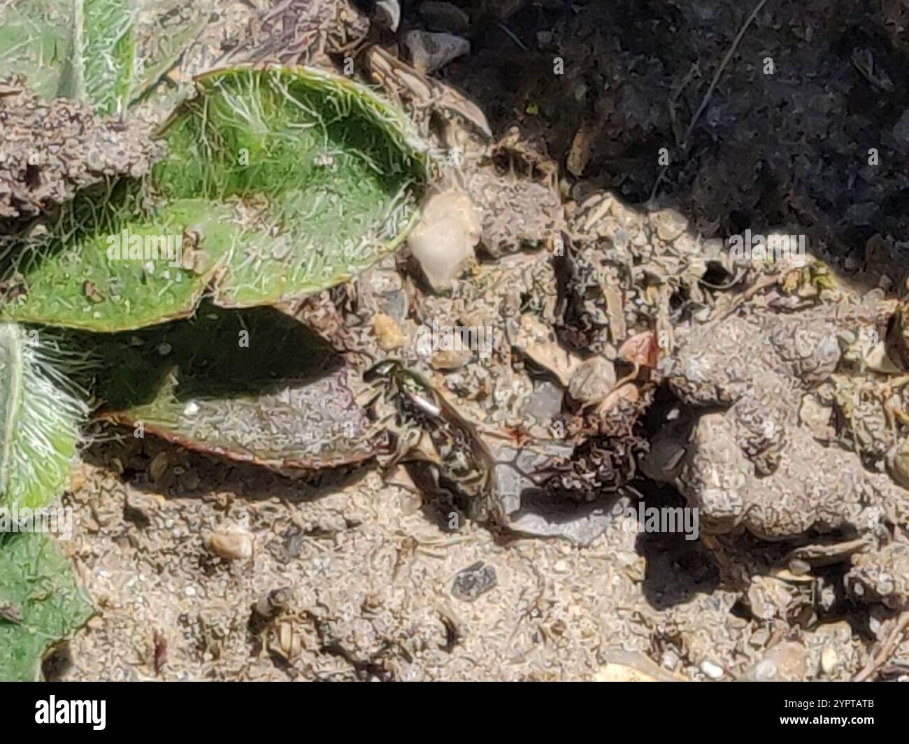Bronze bee hi-res stock photography and images - Alamy