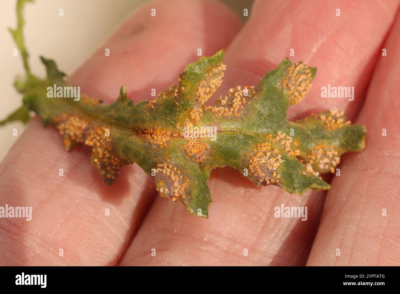 Groundsel crown rust (Puccinia lagenophorae Stock Photo - Alamy