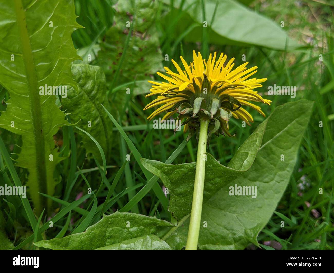 common dandelions (Taraxacum Stock Photo - Alamy