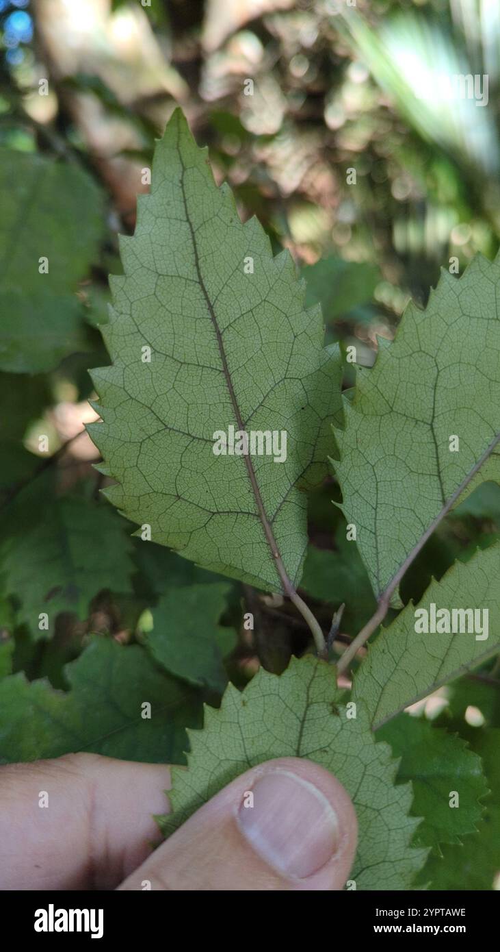 Hoheria hi-res stock photography and images - Alamy