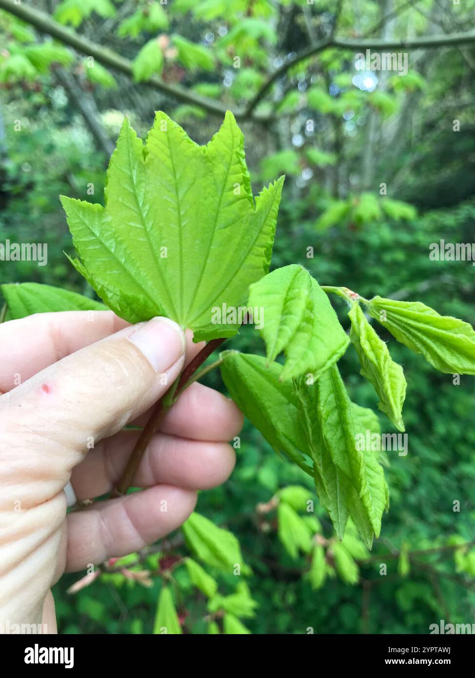 Vine Maple (Acer circinatum Stock Photo - Alamy