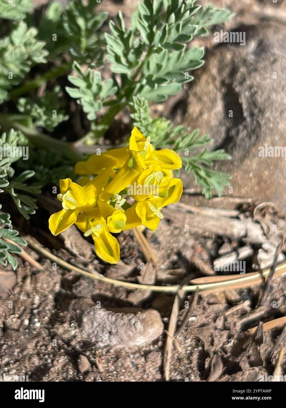golden corydalis (Corydalis aurea Stock Photo - Alamy