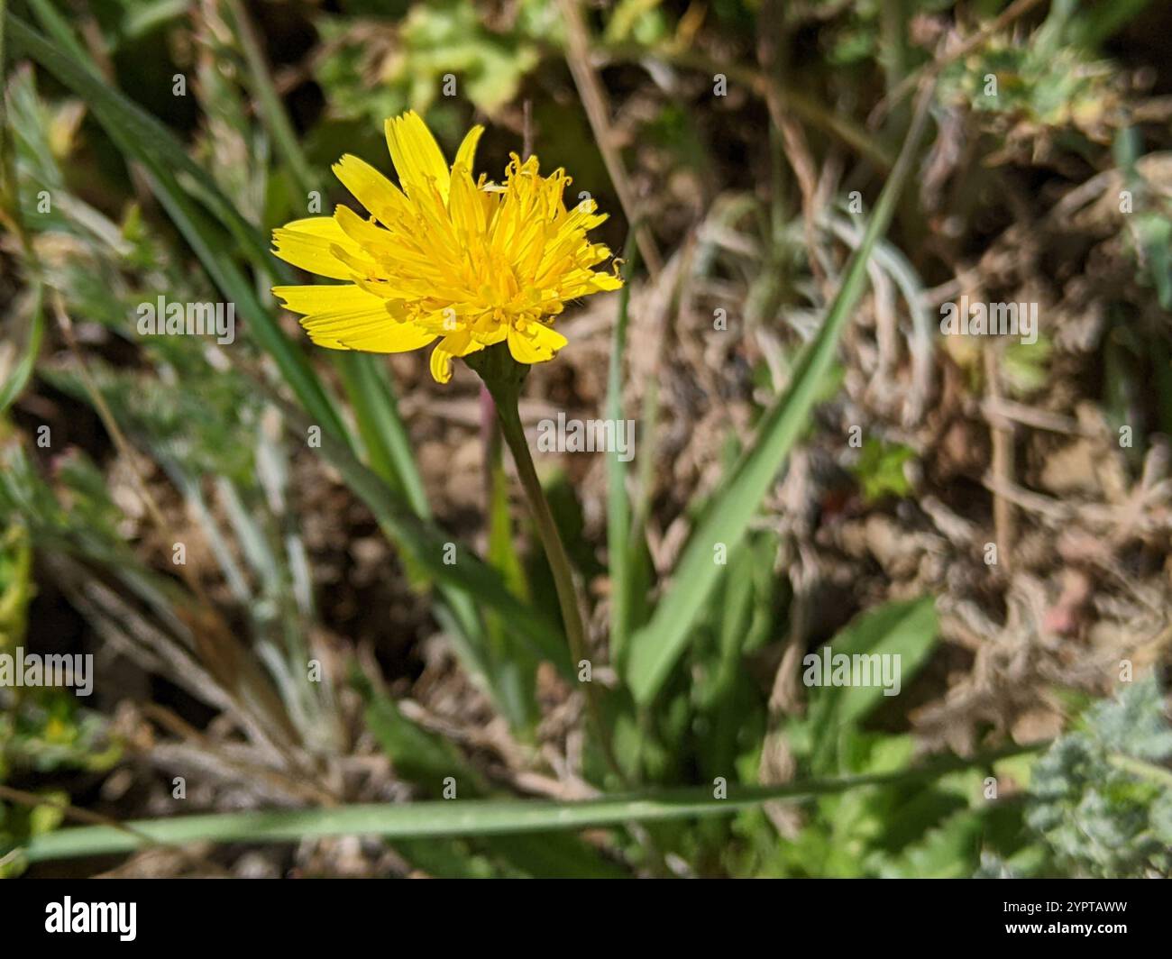 Smooth Cat's Ear (Hypochaeris glabra Stock Photo - Alamy