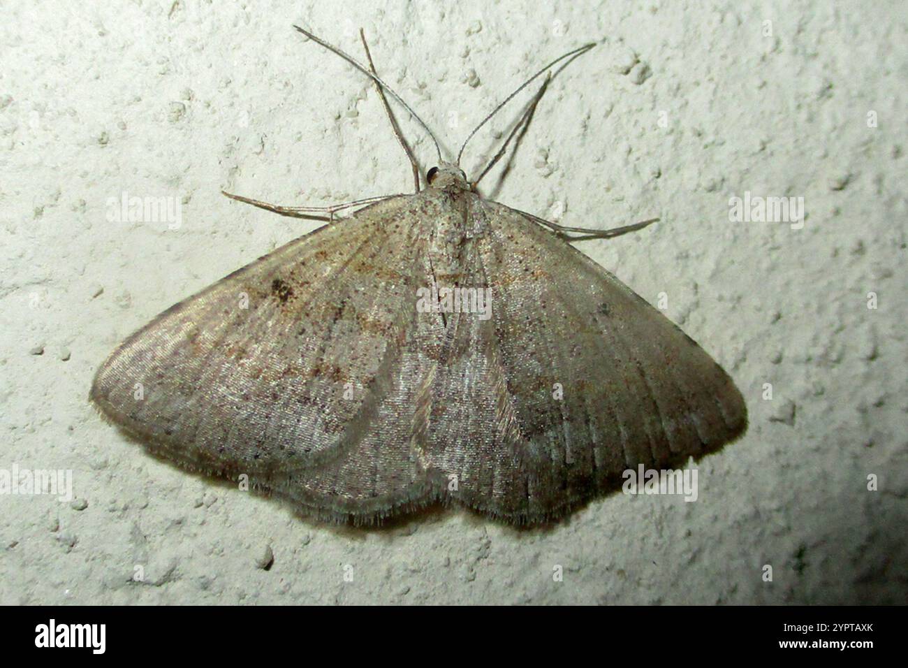 Geometer Moths (Geometridae Stock Photo - Alamy