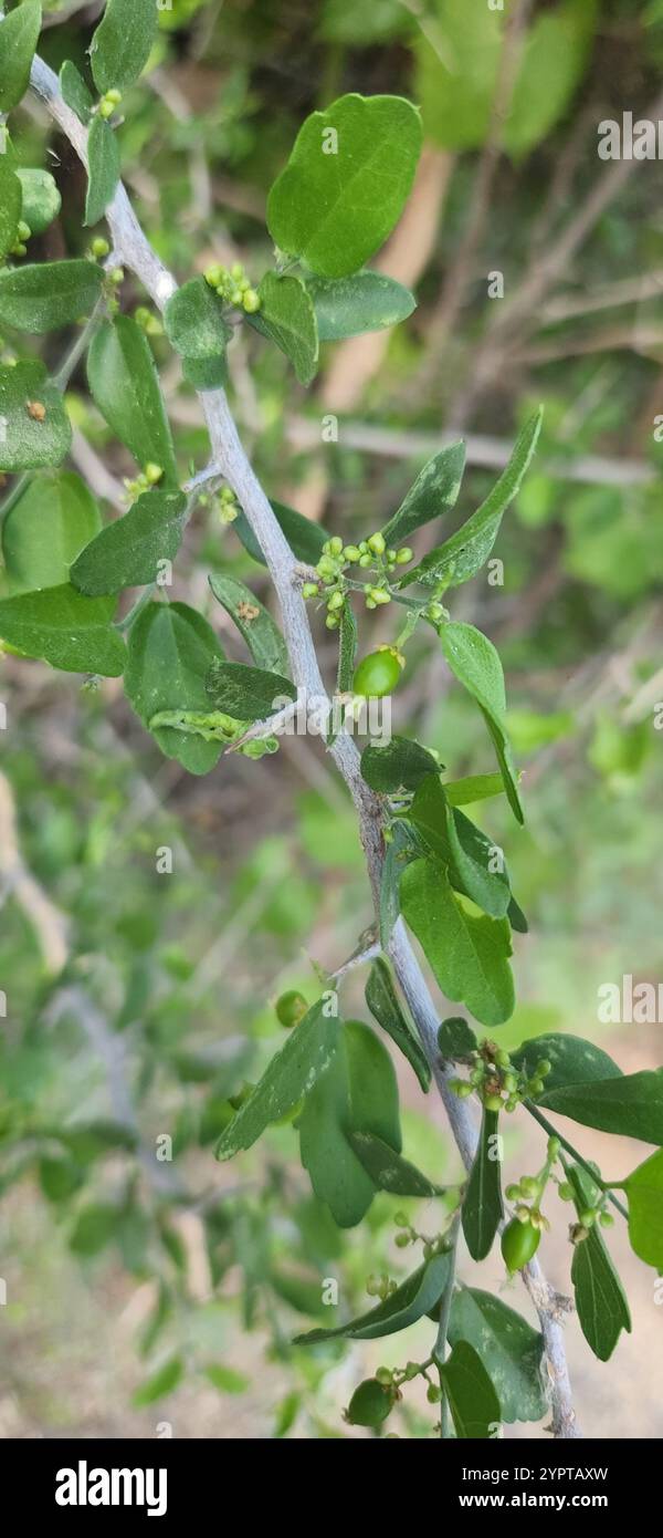 spiny hackberry (Celtis pallida Stock Photo - Alamy