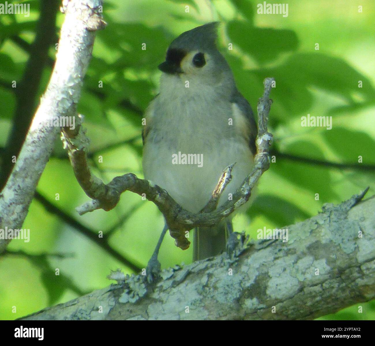 Tufted Titmouse (Baeolophus bicolor Stock Photo - Alamy