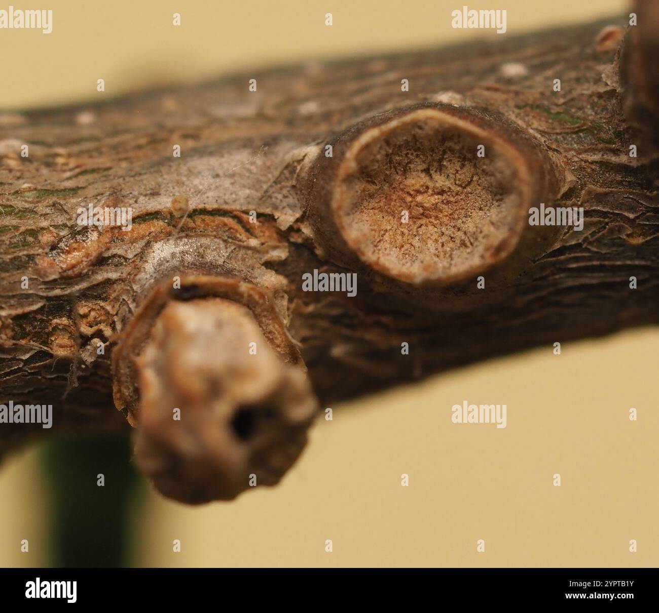 Hackberry Columnar Stem Gall Midge (Celticecis ramicola Stock Photo - Alamy