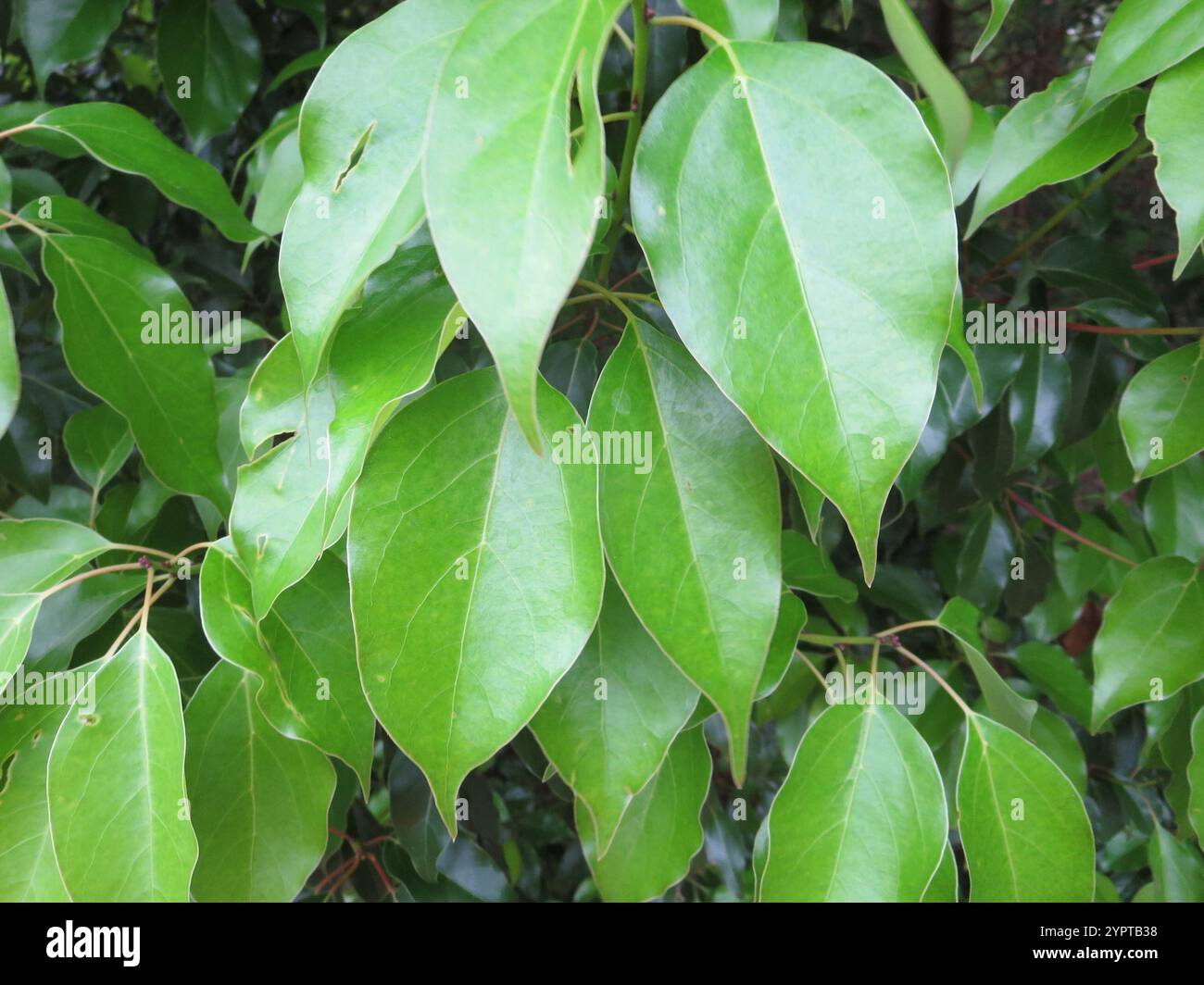 Camphor Tree (Cinnamomum camphora Stock Photo - Alamy