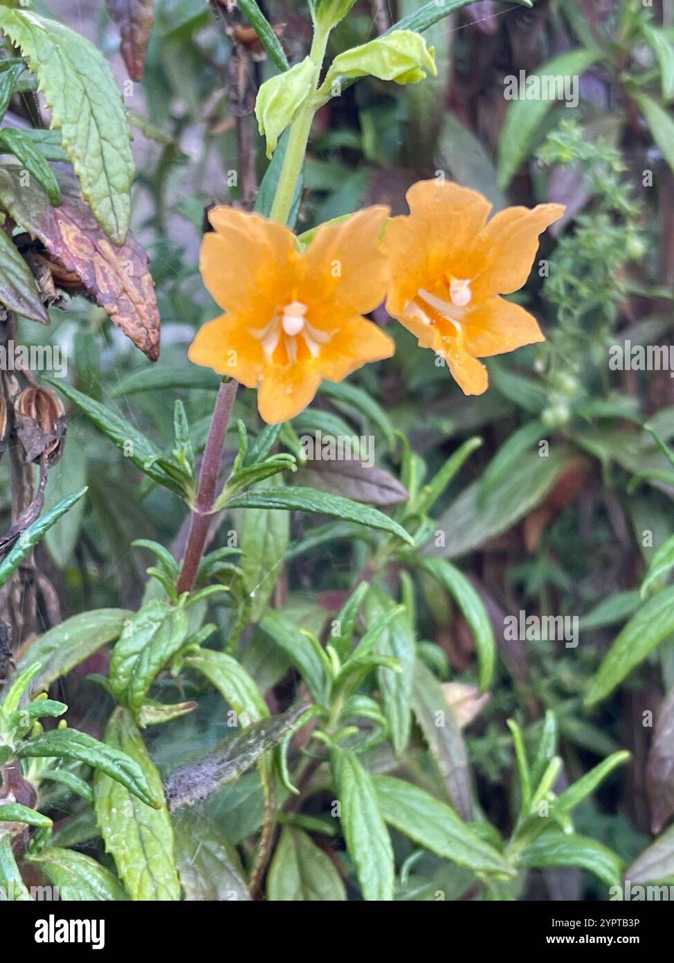 orange bush monkeyflower (Diplacus aurantiacus Stock Photo - Alamy
