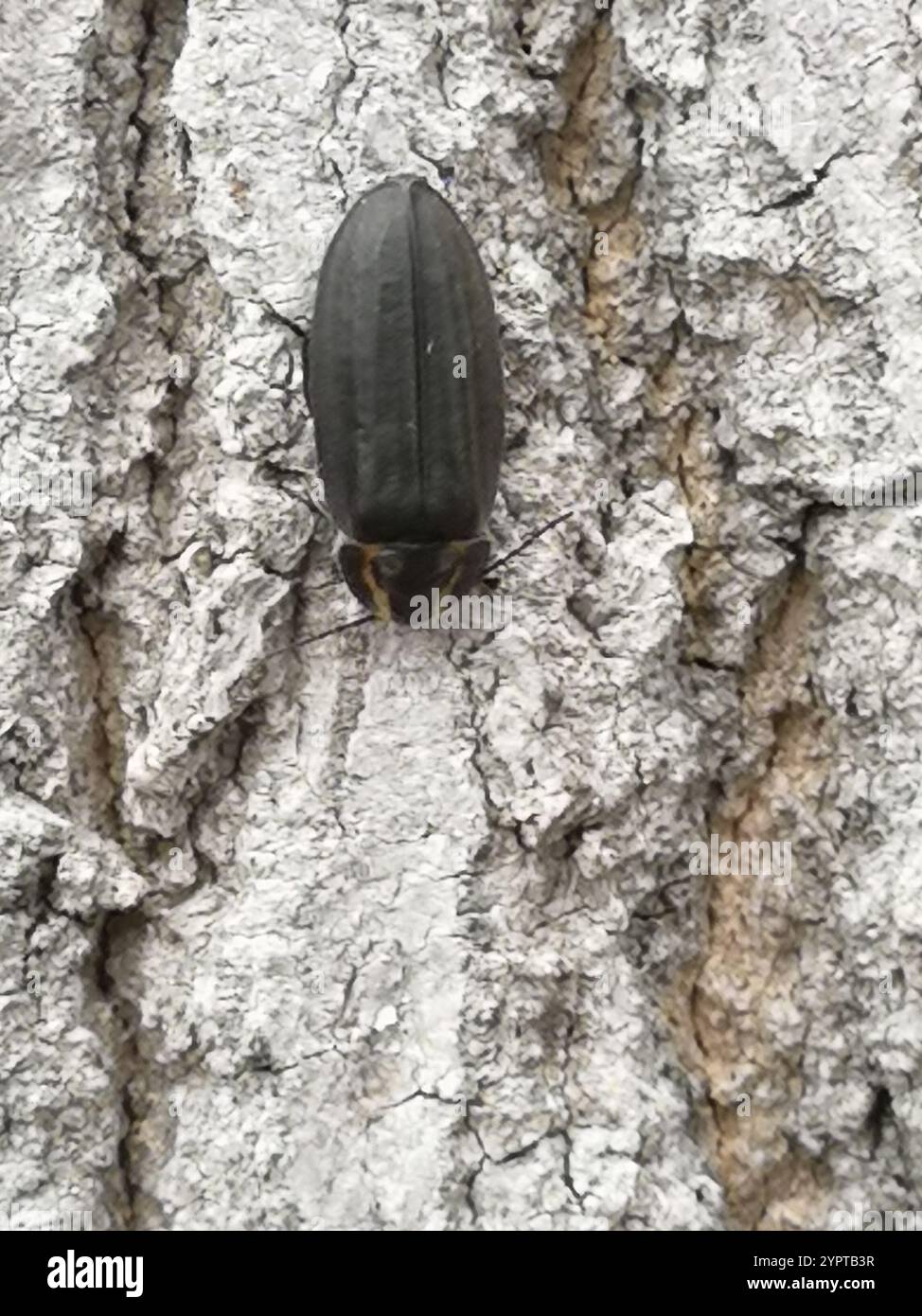Winter Firefly (Ellychnia corrusca Stock Photo - Alamy