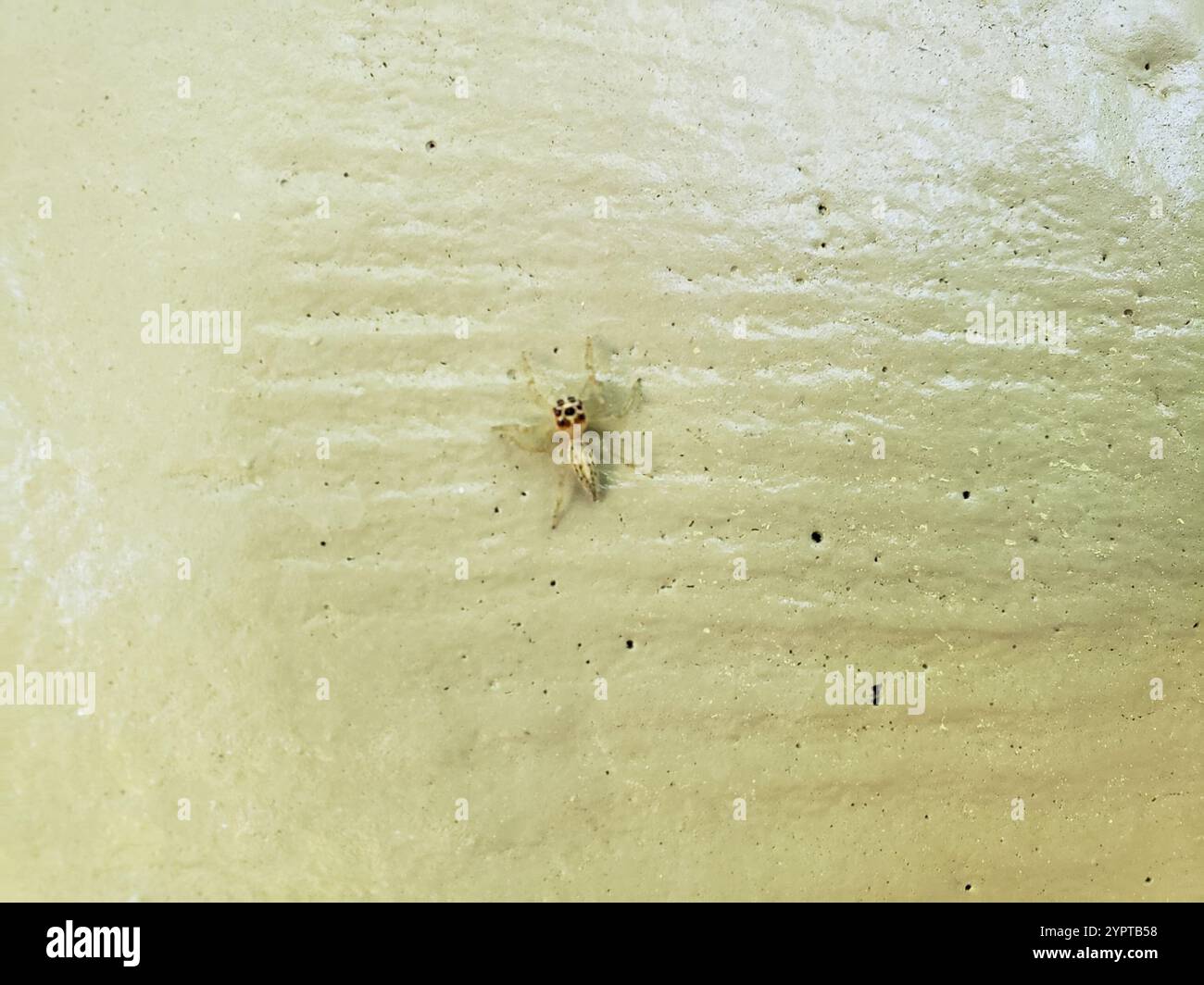 Sylvan Jumping Spider (Colonus sylvanus Stock Photo - Alamy