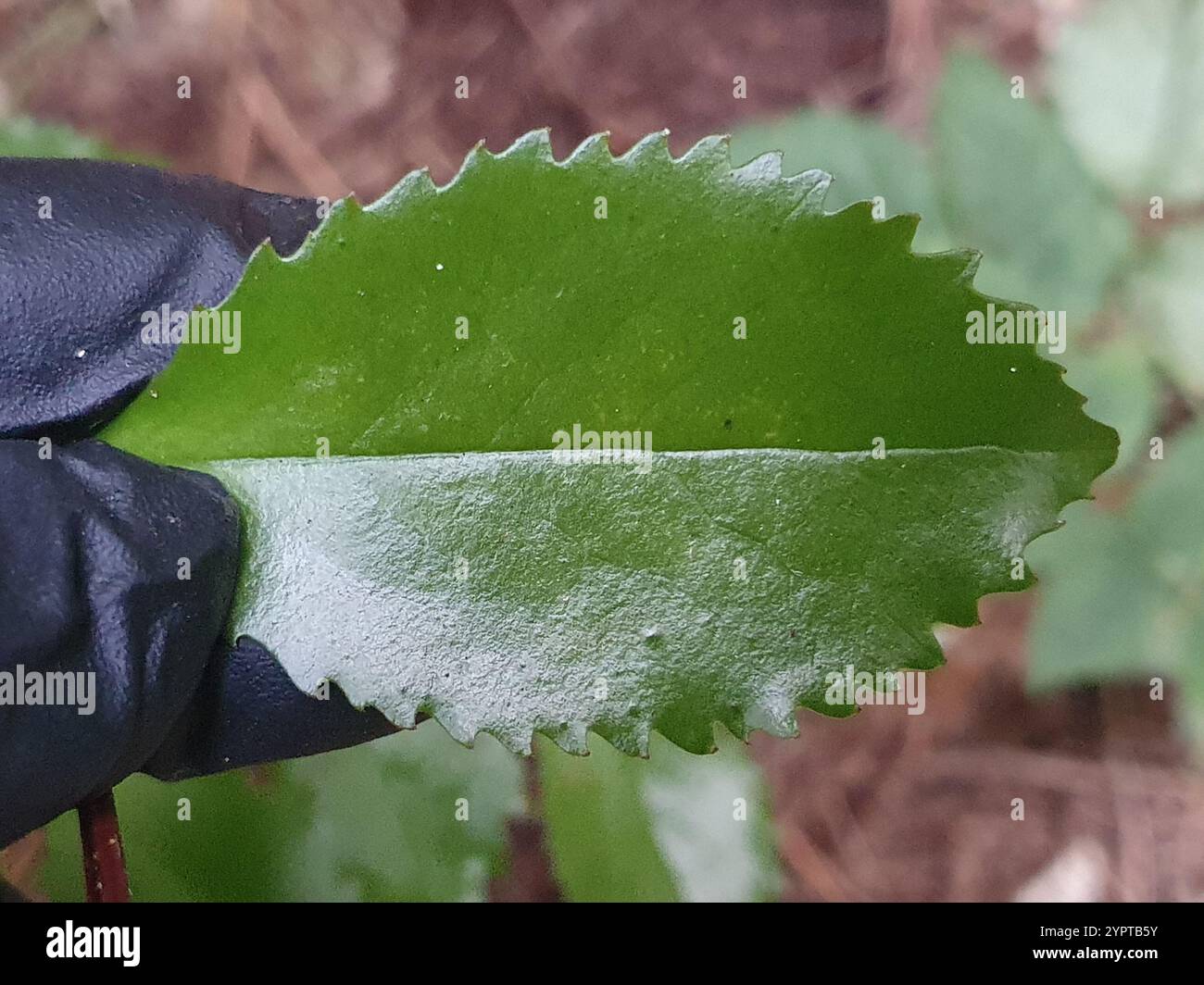 Pukatea (Laurelia novae-zelandiae Stock Photo - Alamy