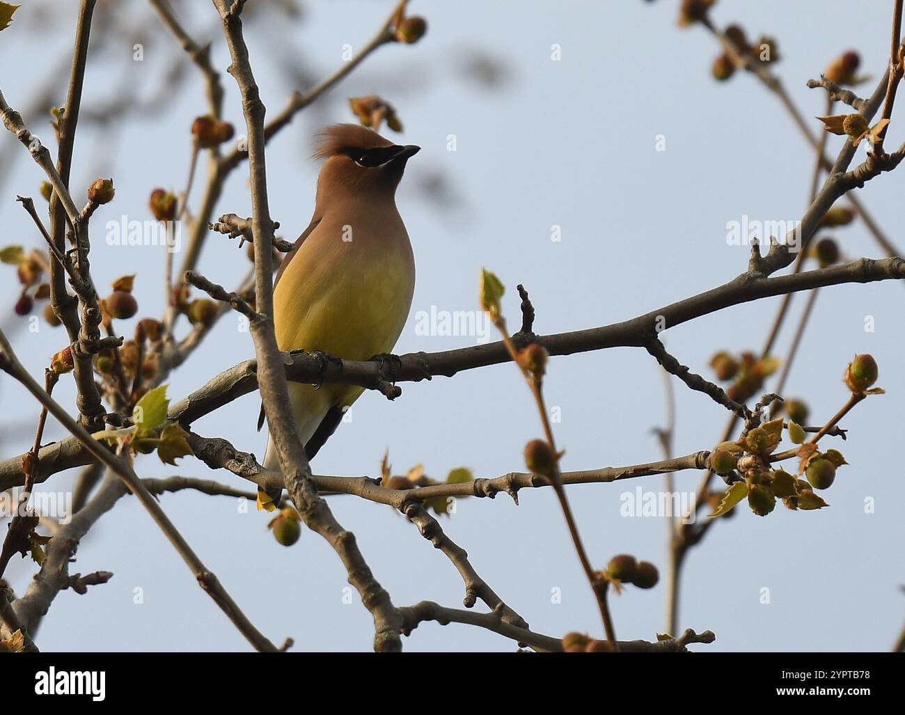 Cedar Waxwing (Bombycilla cedrorum Stock Photo - Alamy
