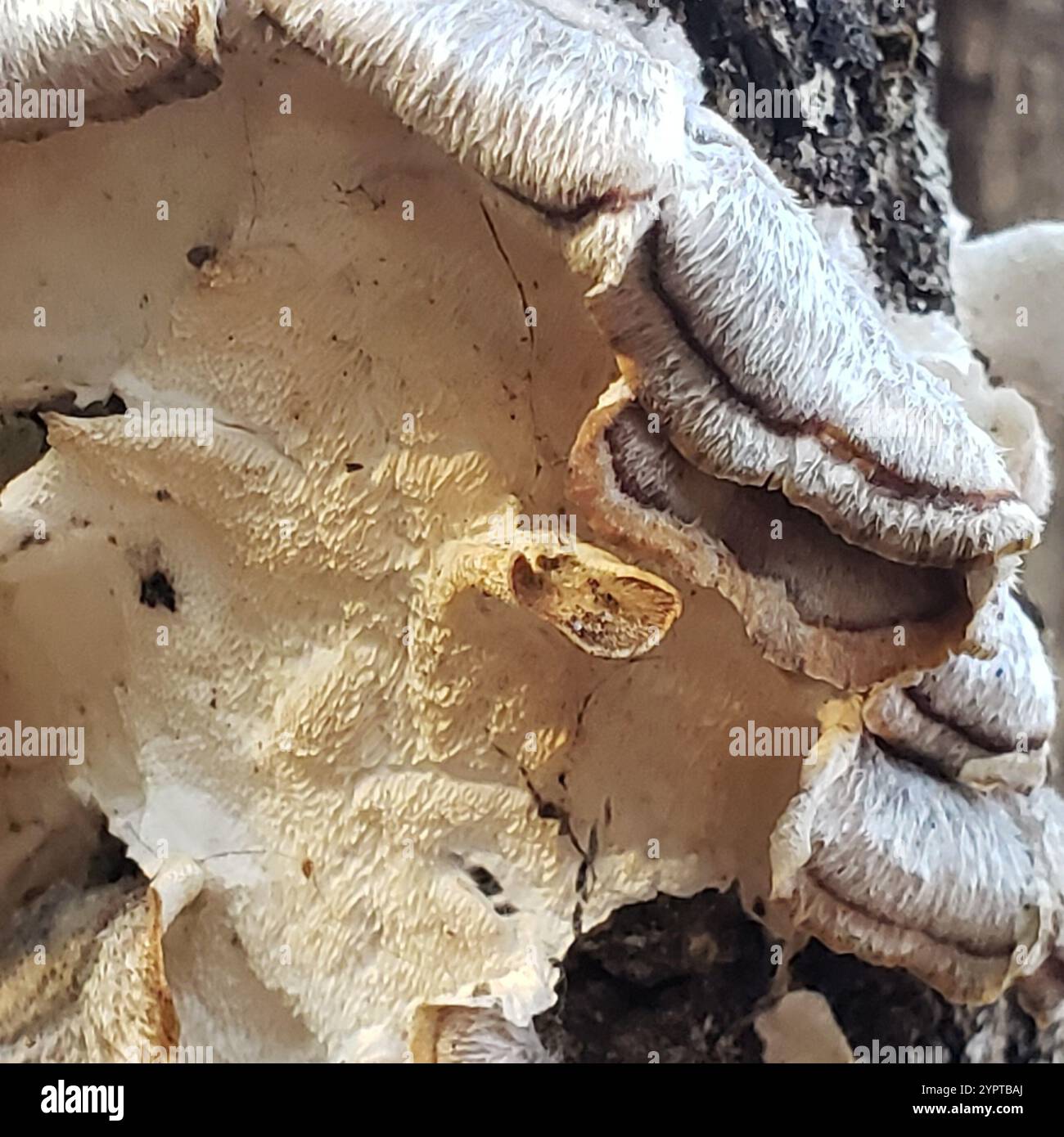 shelf fungi (Polyporales Stock Photo - Alamy
