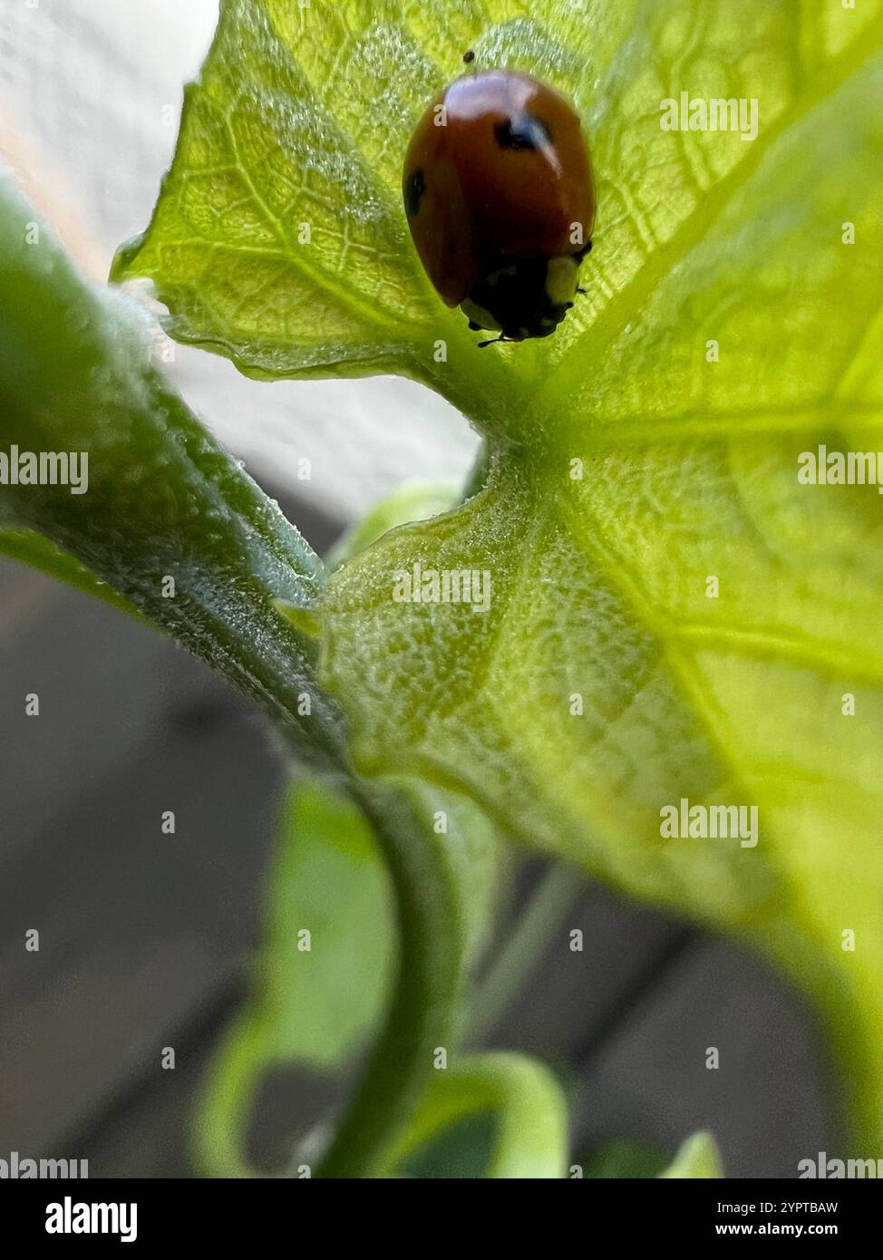 Two-spotted Lady Beetle (Adalia bipunctata Stock Photo - Alamy