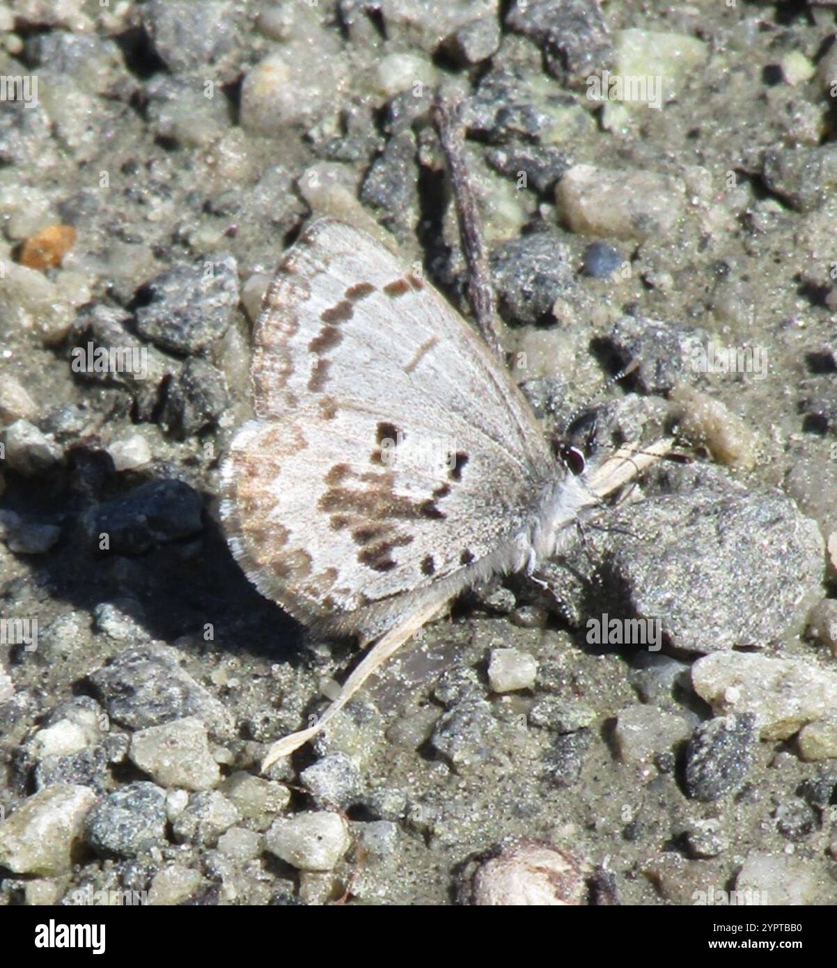 Holarctic Azures (Celastrina Stock Photo - Alamy