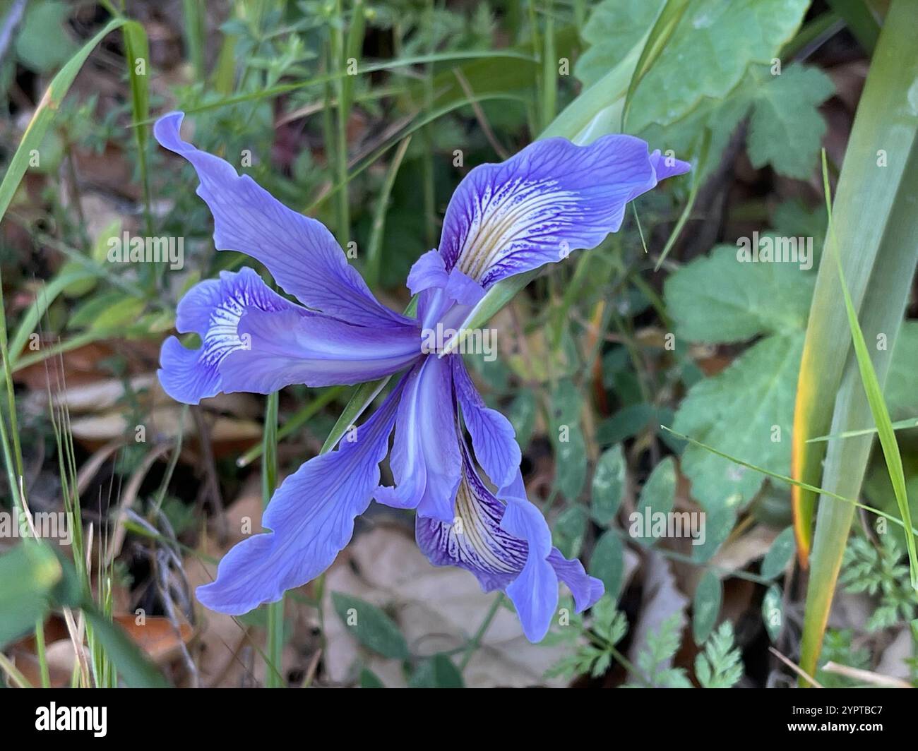 Douglas iris (Iris douglasiana Stock Photo - Alamy