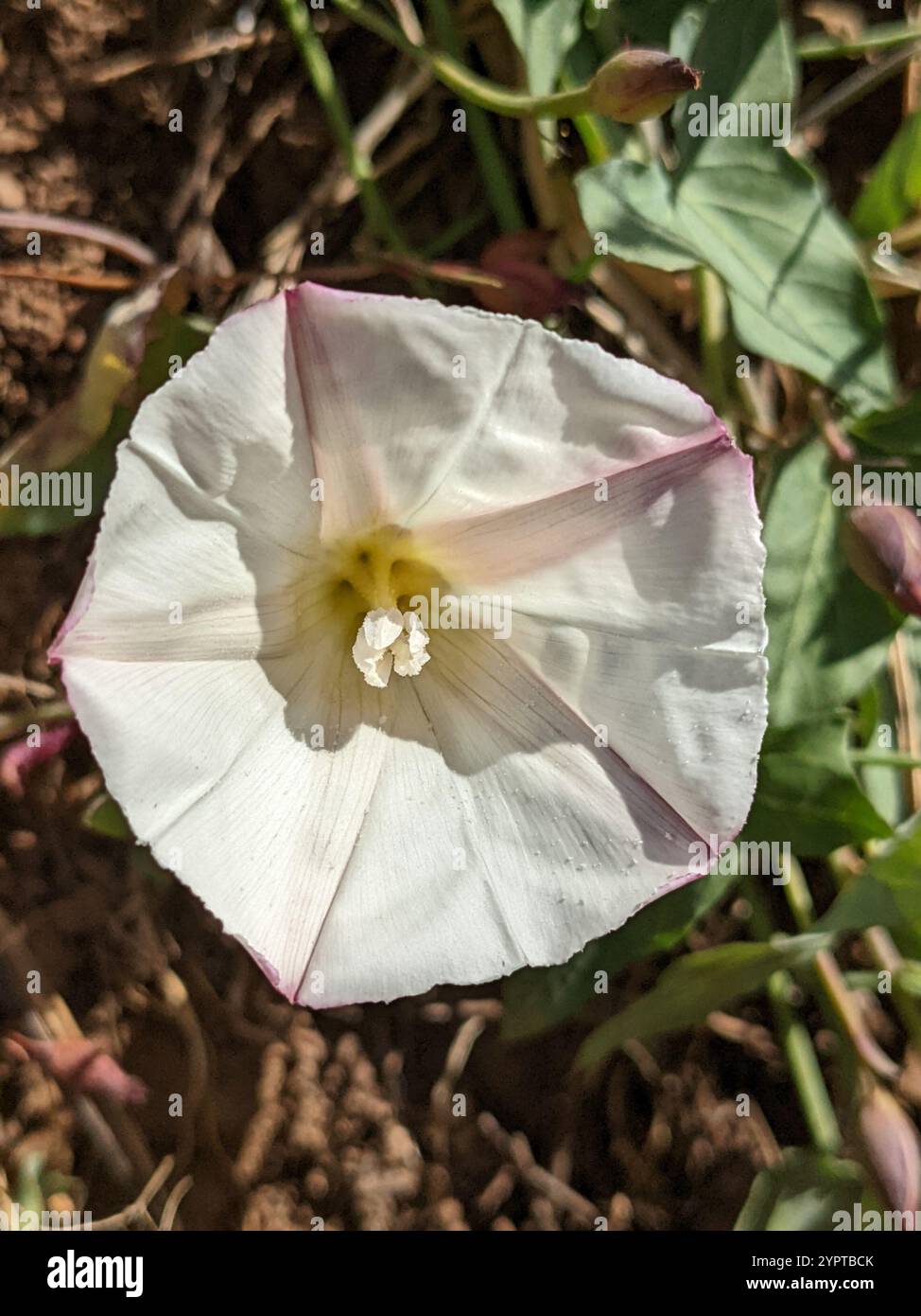 Pacific False Bindweed (Calystegia purpurata Stock Photo - Alamy