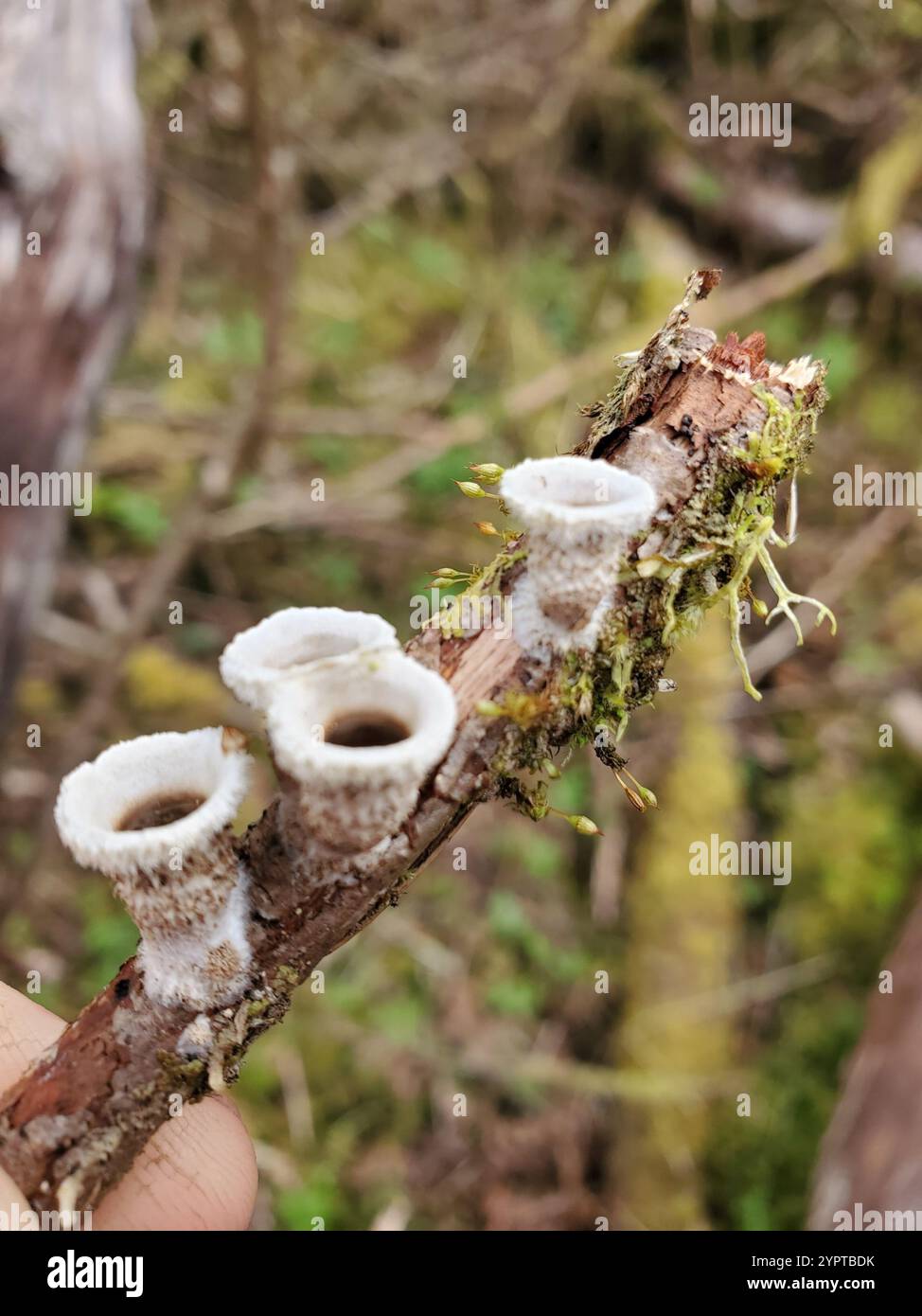 woolly bird's nest fungus (Nidula niveotomentosa Stock Photo - Alamy