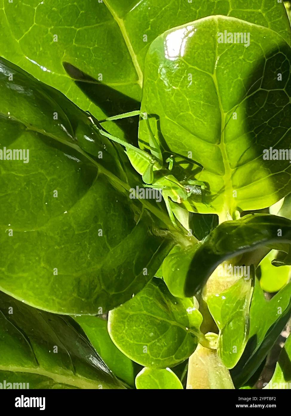 Australian Common Garden Katydid (Caedicia simplex Stock Photo - Alamy