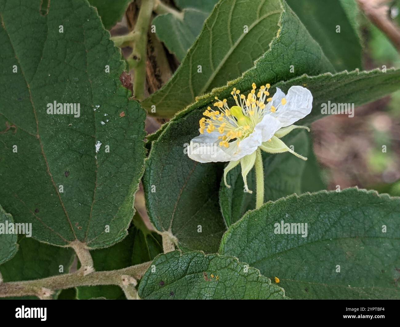 calabur tree (Muntingia calabura Stock Photo - Alamy