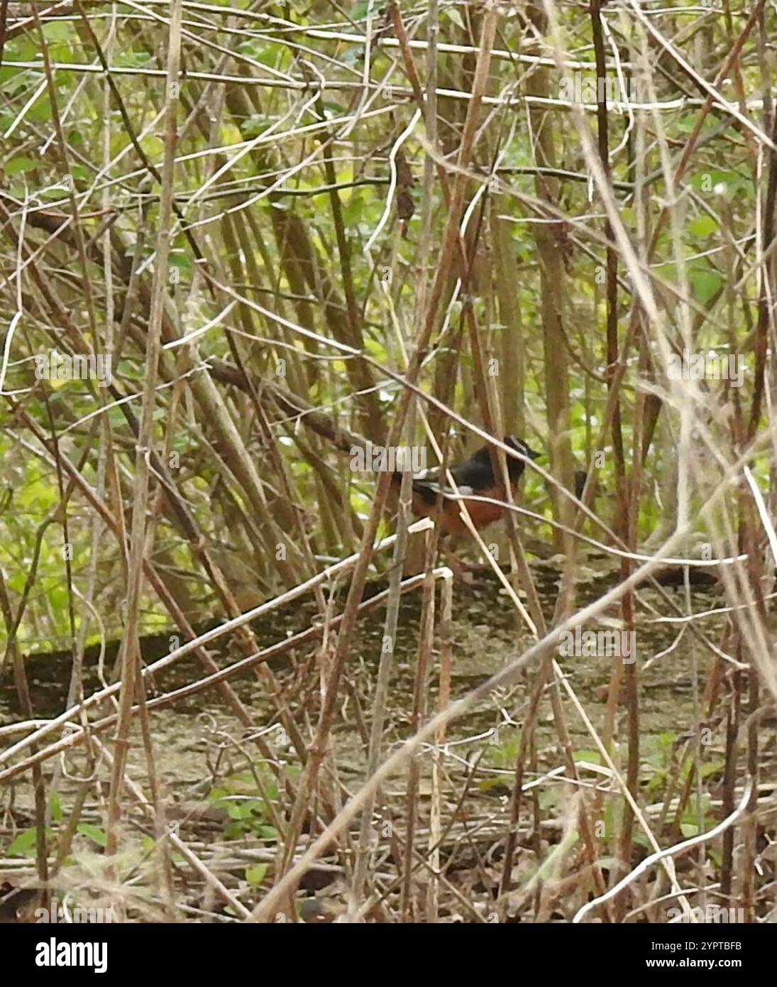 Eastern Towhee (Pipilo erythrophthalmus Stock Photo - Alamy