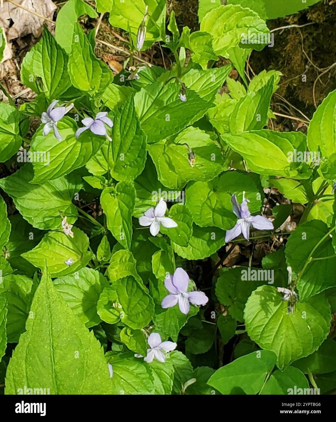 Dog Violets (Rostratae Stock Photo - Alamy