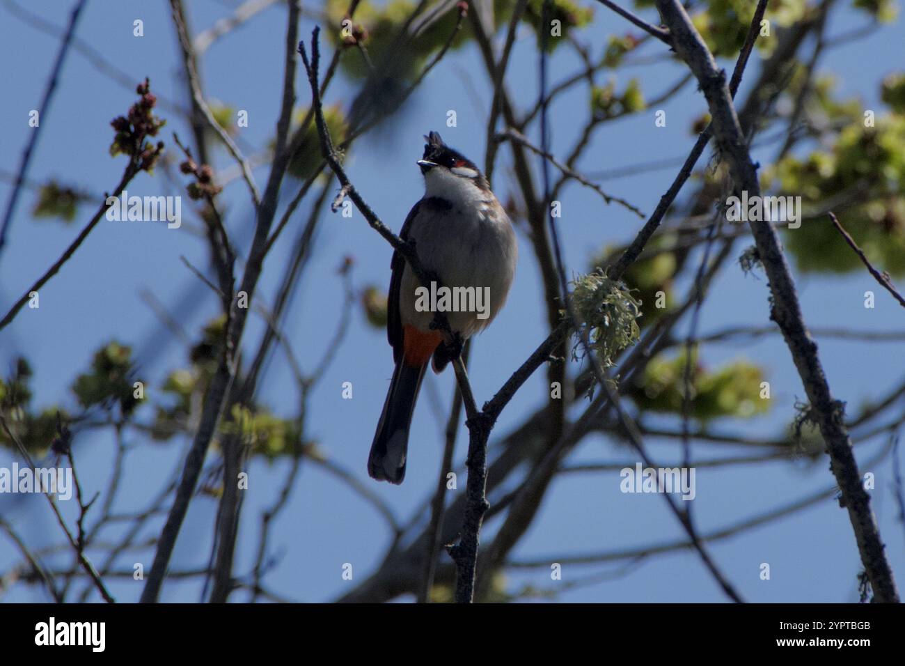 Red-whiskered Bulbul (Pycnonotus jocosus Stock Photo - Alamy