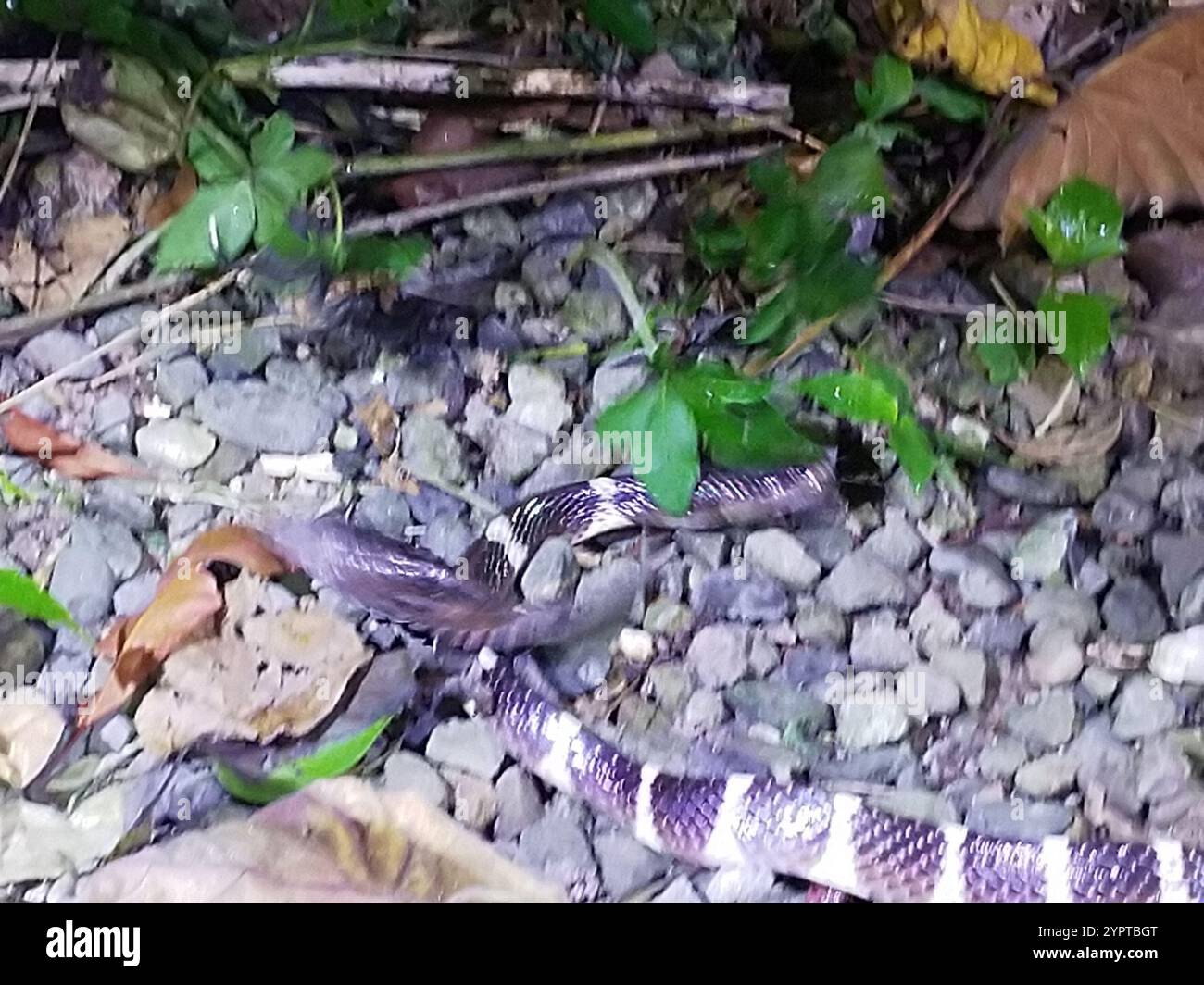 Many-banded Krait (Bungarus multicinctus Stock Photo - Alamy