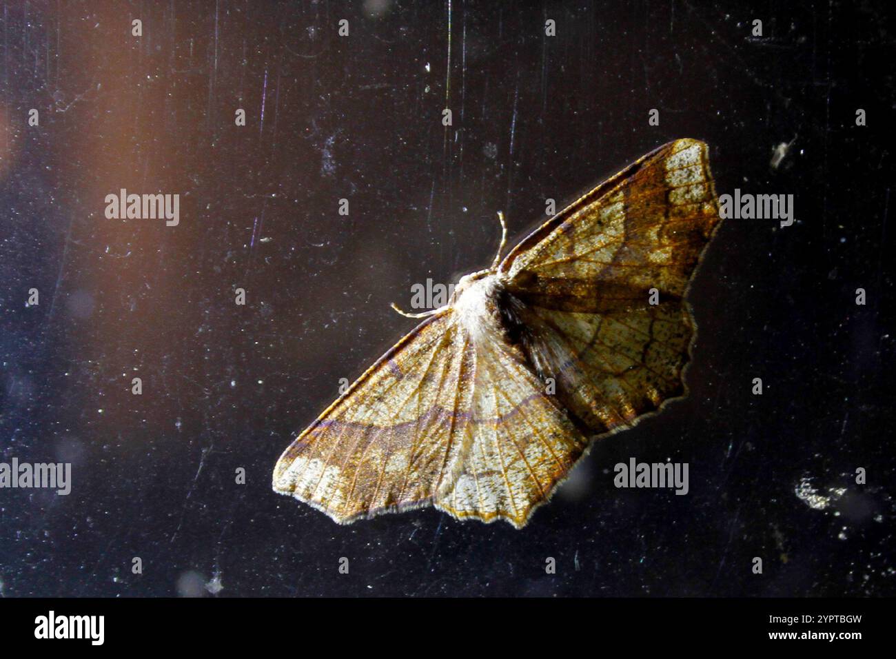 Besma moth hi-res stock photography and images - Alamy